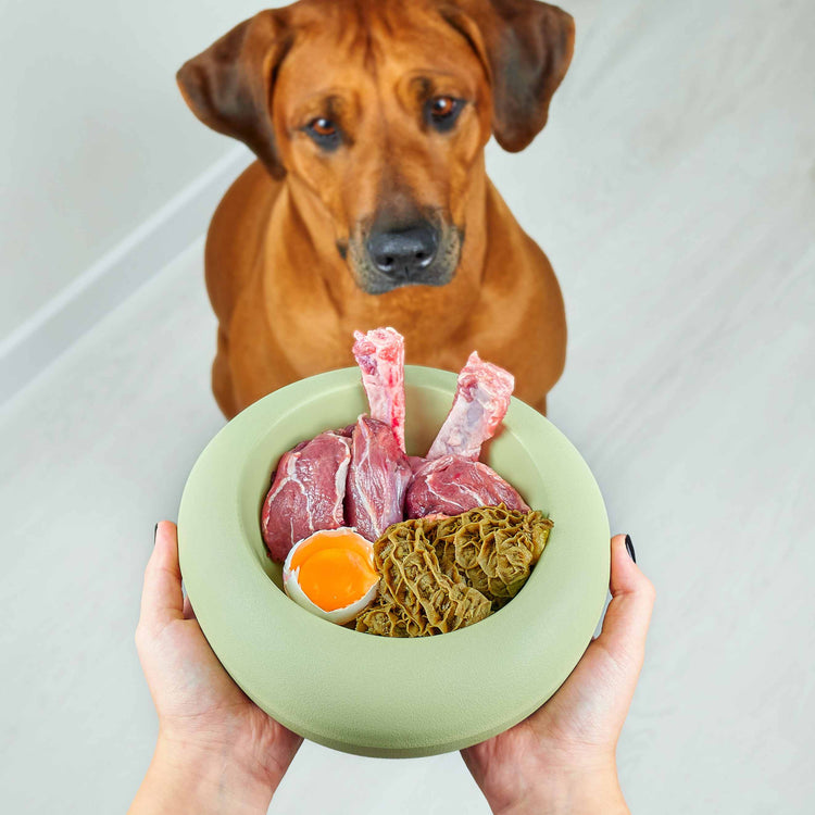 The Top 10 Dog Food Brands Made in the USA – PRIDE+GROOM