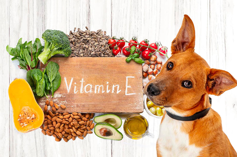 Vitamin E for Dogs: Benefits and Uses | Pride and Groom