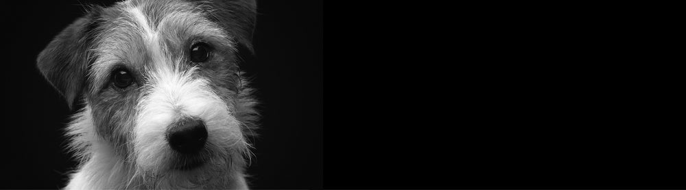 Frequently Asked Questions | Dog grooming tips | Pride+Groom