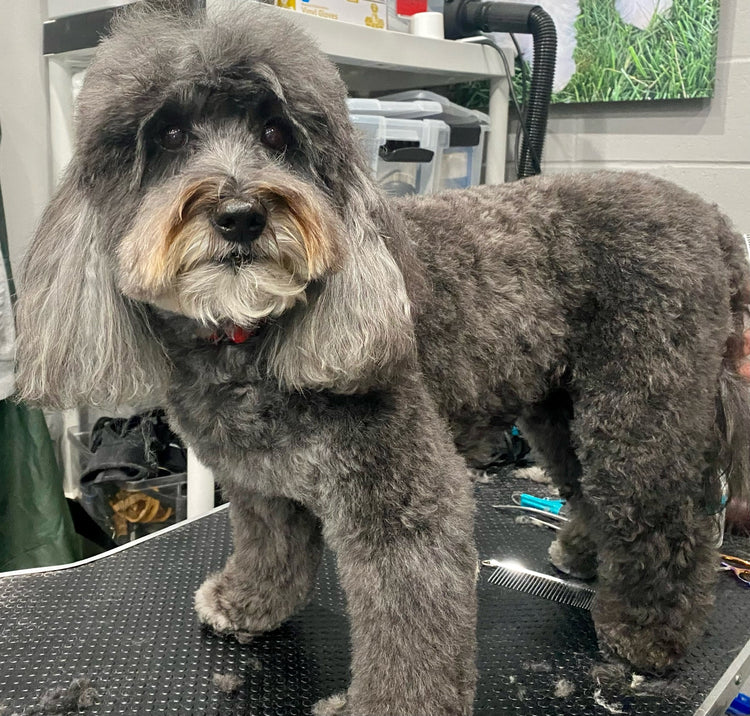 Coat-Specific Dog Grooming Products | Pride+Groom – PRIDE+GROOM