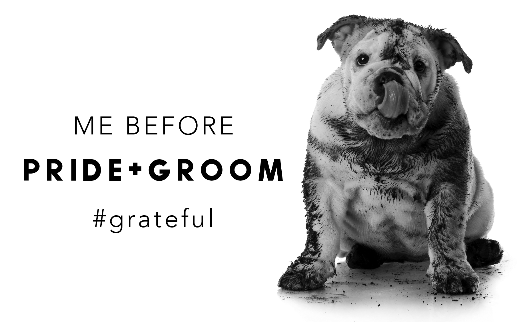 How to choose best anti-itch shampoo for dogs? | Pride+Groom