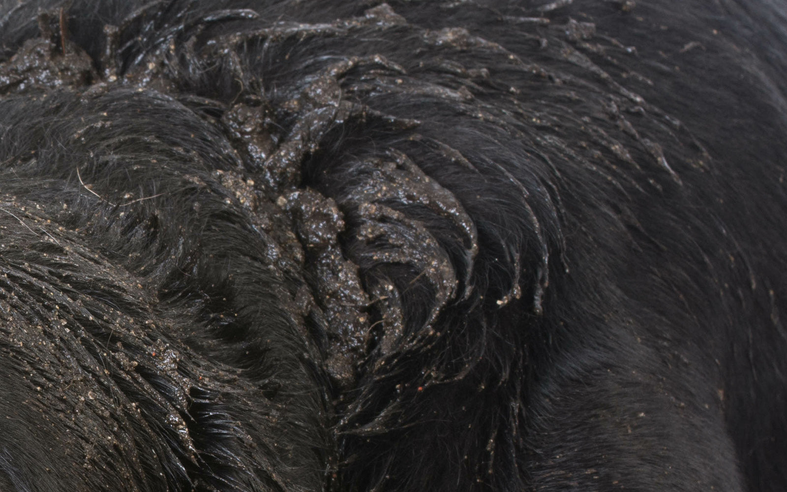 Coat-Specific Dog Grooming Products | Pride+Groom